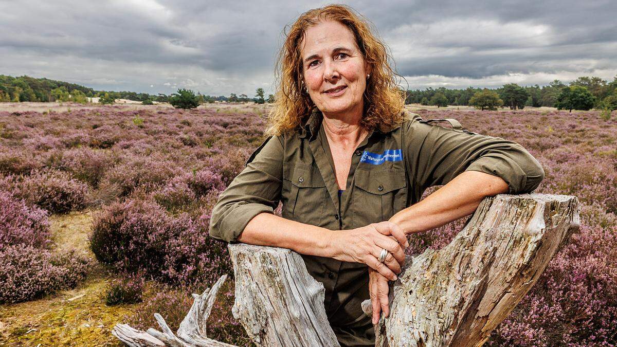 Heide staat nu al prachtig in bloei en híer moet je er van genieten ...